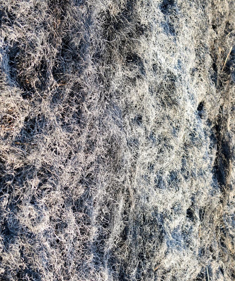 Background Texture Burnt Grass, Ash Stock Image - Image of dangerous ...