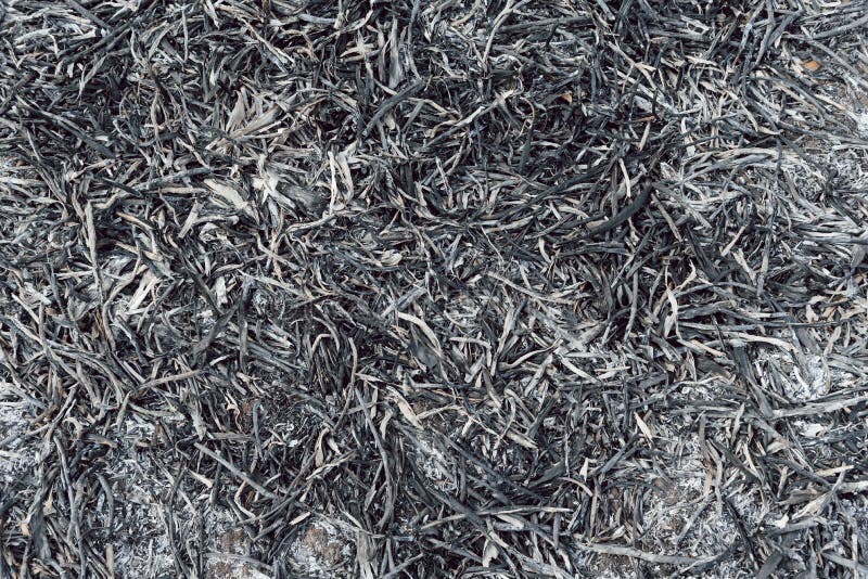 Texture of Burnt Grass in the Field Stock Photo - Image of destruction ...