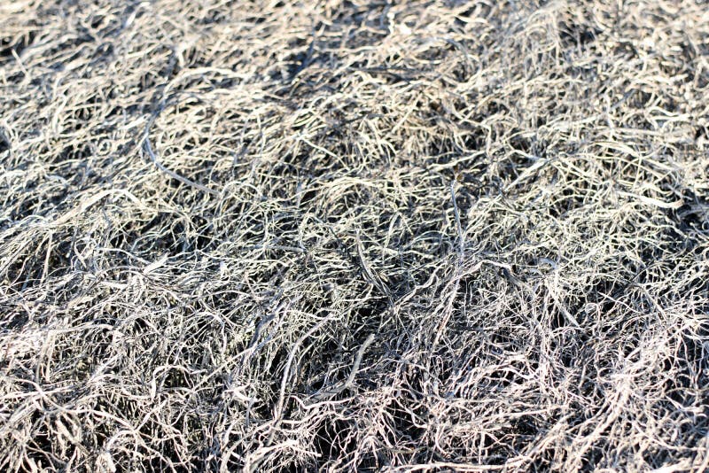 Background Texture Burnt Grass, Ash Grass. Stock Image - Image of ...