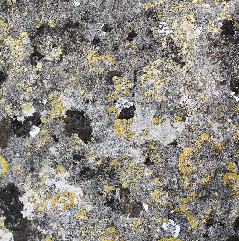 Close Up on Lichen on Ancient Stone Stock Photo - Image of yellow ...