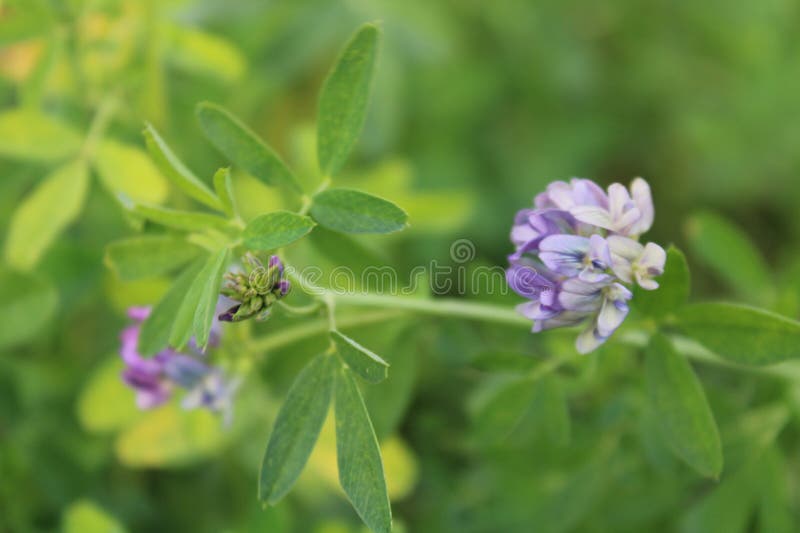 Background Texture, Clover Shot Close-up on a Green Background Stock ...