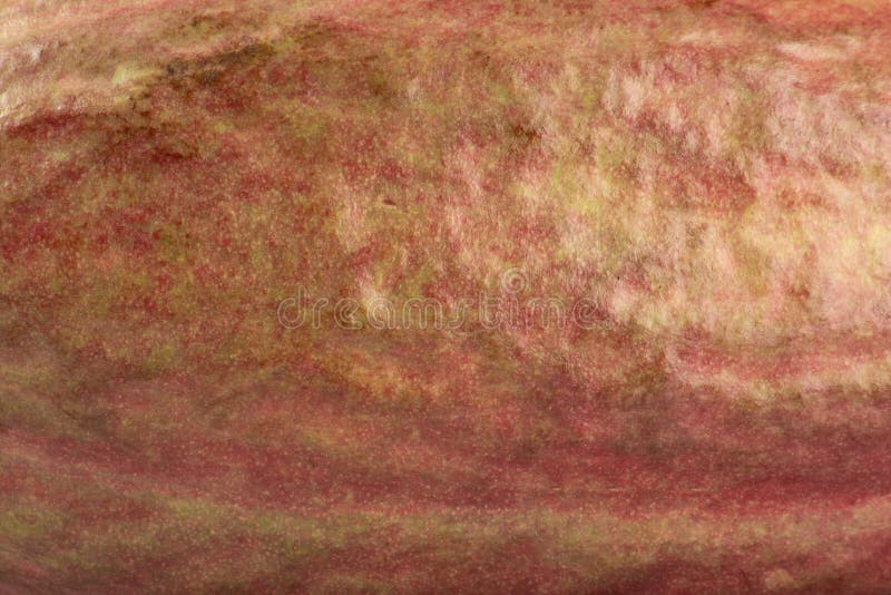 Background with Texture of Cocoa Fruit Peel Stock Photo - Image of copy ...