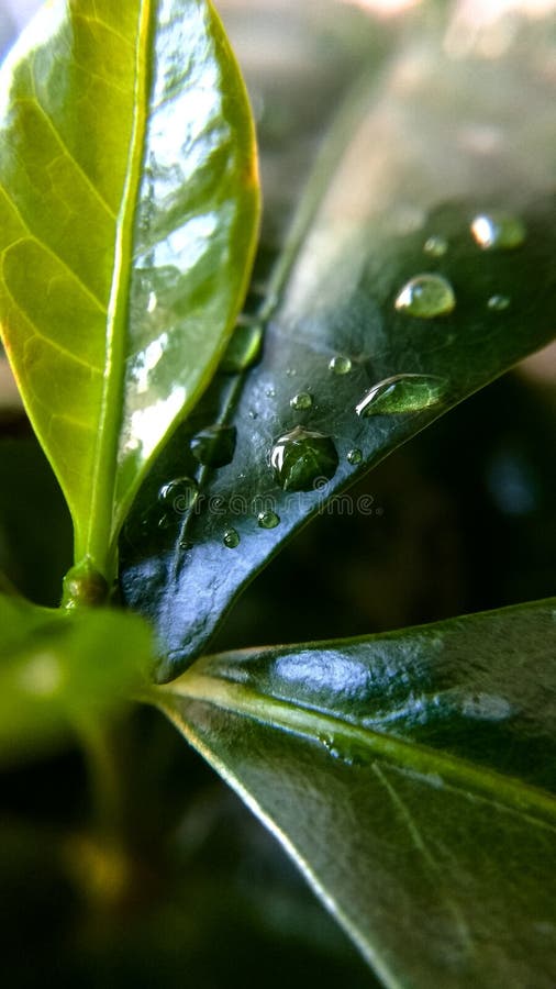 Background or Texture of Coffee Tree Leaves and Dew Drops. Spring ...