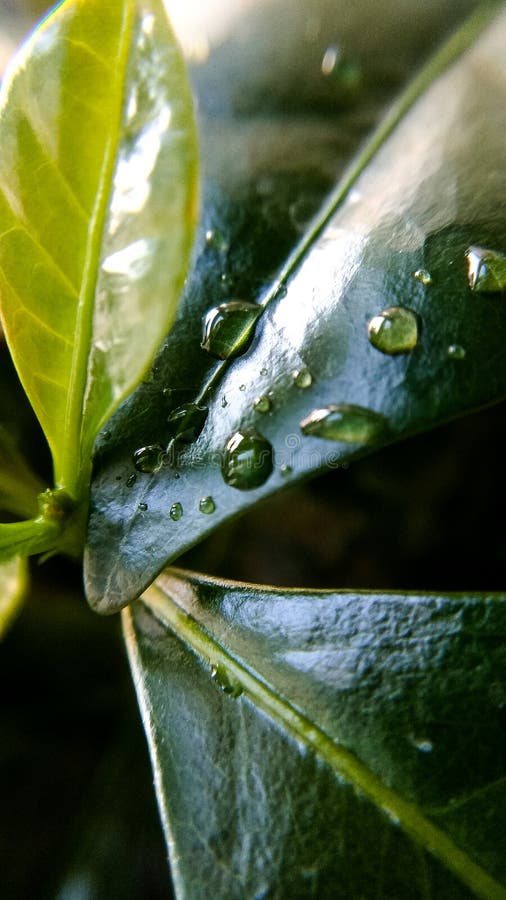 Background or Texture of Coffee Tree Leaves and Dew Drops. Spring ...