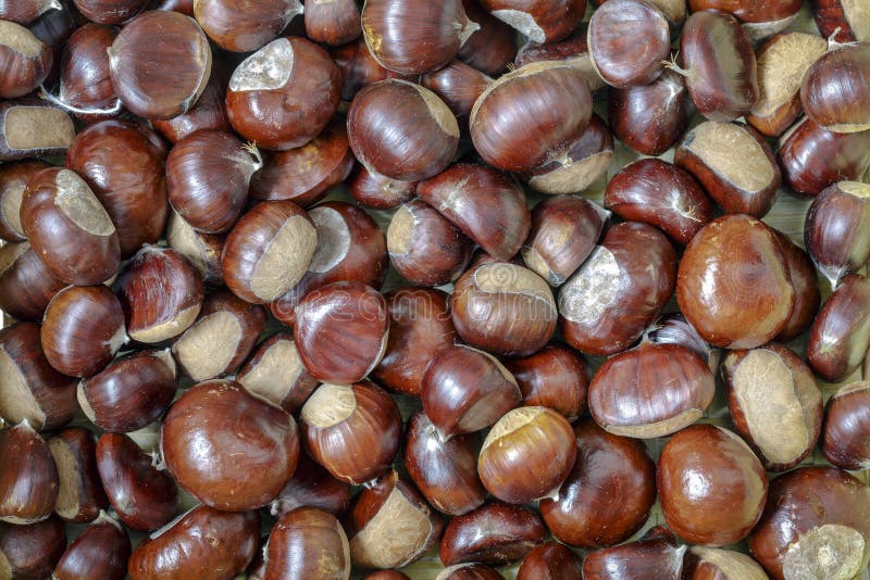Background Texture Created with Chestnuts Stock Image - Image of nature ...