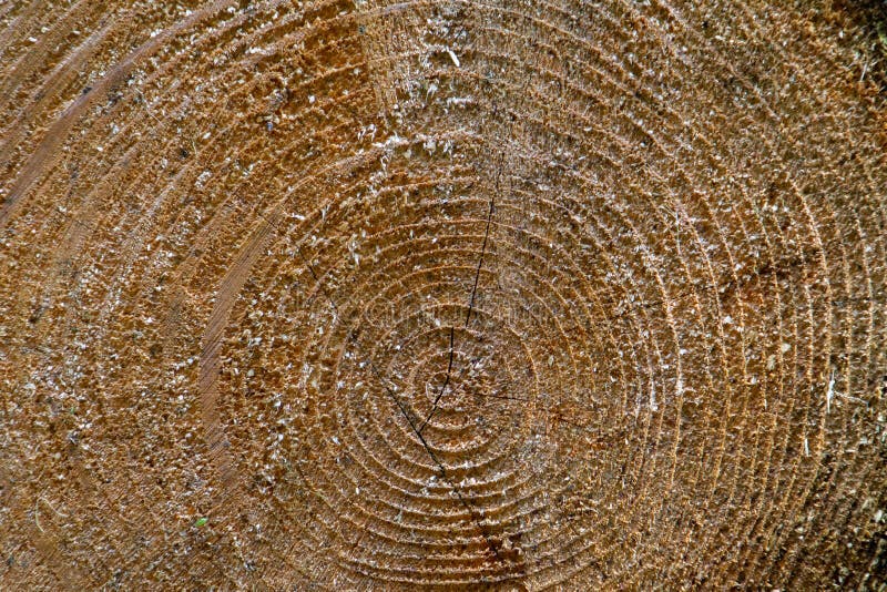 Background Texture of Cut Tree Log, Wood Grain Ring Pattern Stock Image ...