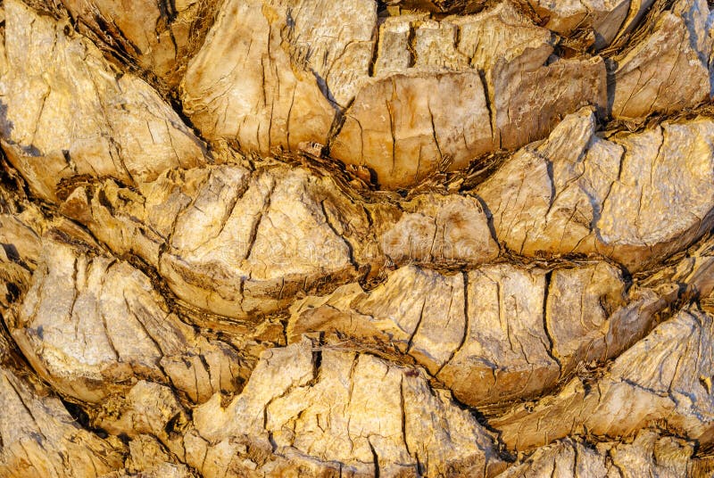 Date Palm Bark stock image. Image of tropical, date, fiber - 24017167