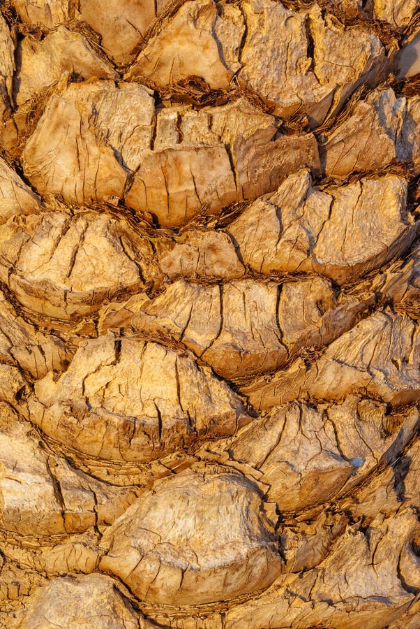 Date Palm Bark stock image. Image of tropical, date, fiber - 24017167