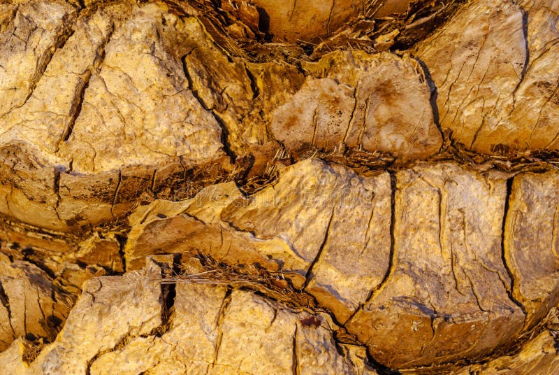 Date Palm Bark stock image. Image of tropical, date, fiber - 24017167
