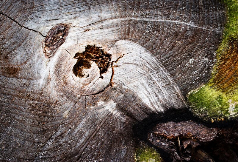 Detail Abstract Shape on the Stump Stock Image - Image of timber ...