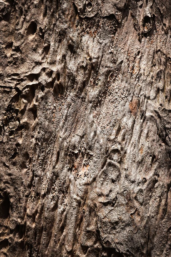 Detail of Abstract Tree Bark Stock Photo - Image of grain, driftwood ...