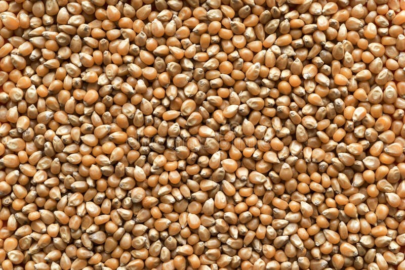 Background and Texture from Dried Grains of Corn Stock Photo - Image of ...