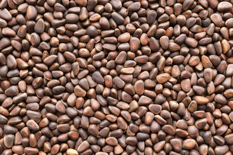 Background and Texture from Dried Seed of Cedar Stock Photo - Image of ...