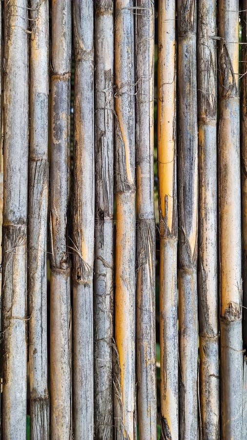 Background Texture of Dry Bamboo Cane. Flat Lay, Vertical Frame Stock ...