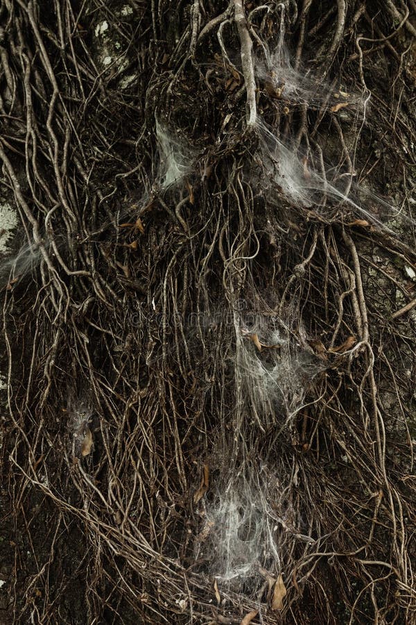 Background of Dry Dark Tree Roots with a Lot of Spider S Web Stock ...