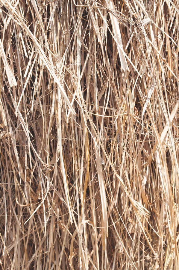 Background Texture of Dry Hay Stock Image - Image of field, grass: 76951007