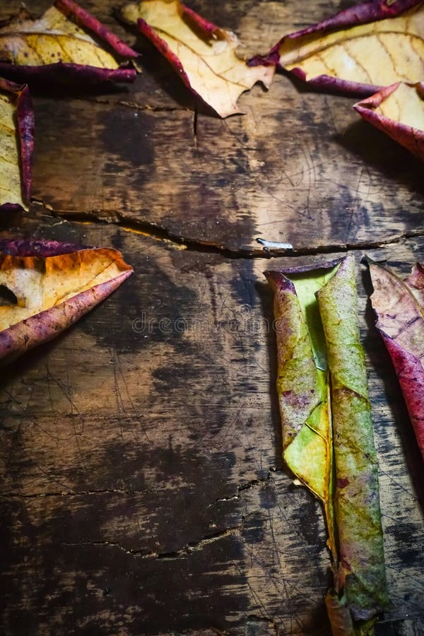 Background Texture of Dry Leaf in Closeup Photography Stock Photo ...