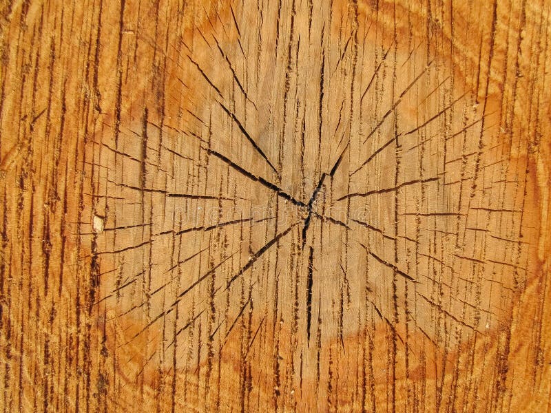 Background, Texture of the End of the Sawn Tree Stock Photo - Image of ...