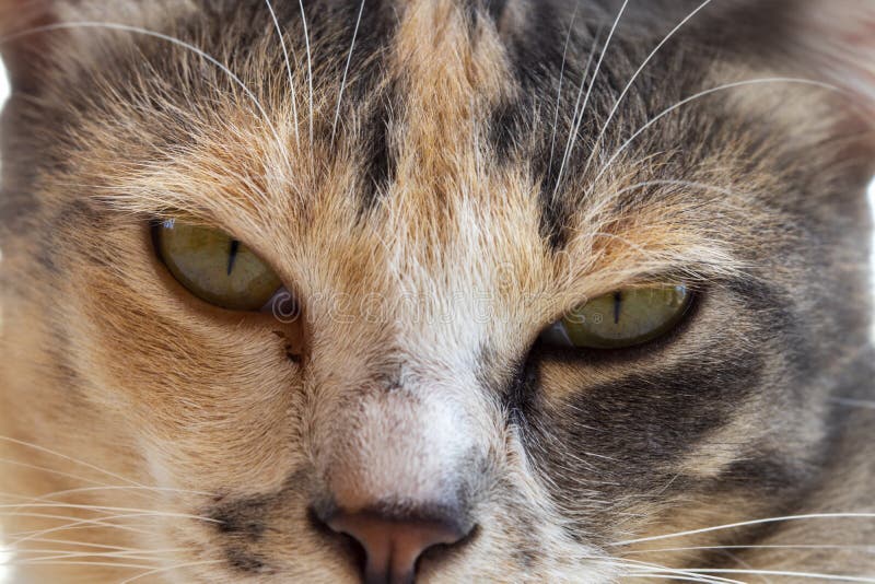 Background Texture Face of Cat Looking Concept Postcard Style Stock ...