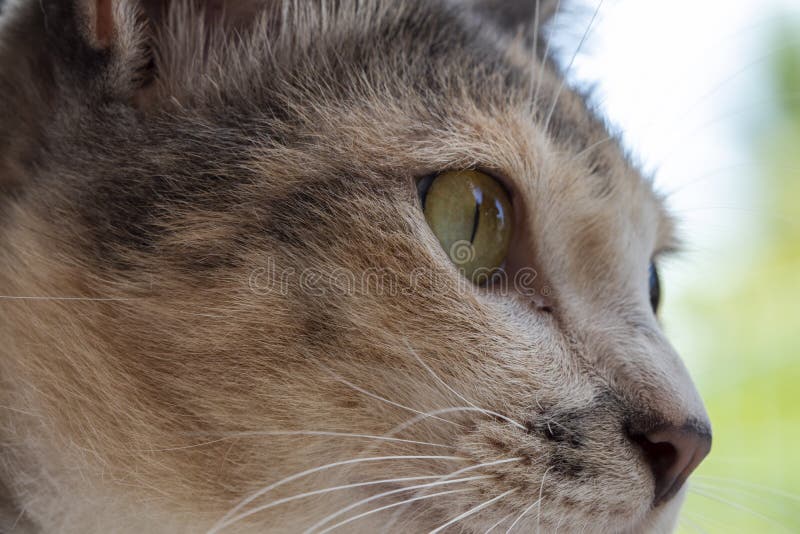 Background Texture Face of Cat Looking Concept Postcard Style Stock ...