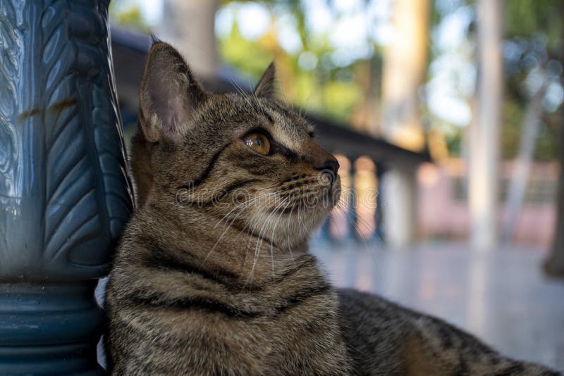 Background Texture Face of Cat Looking Concept Postcard Style Stock ...