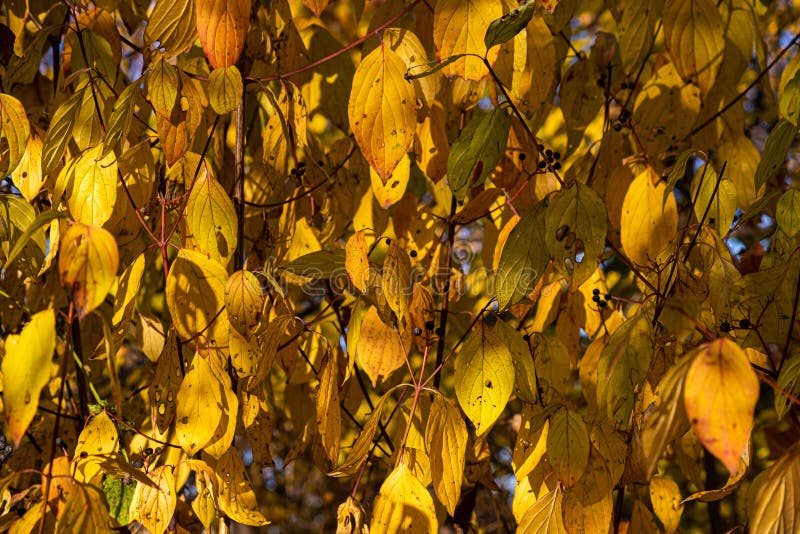 Background or Texture of Fallen Autumn Fall Season Foliage Tree Leaves ...