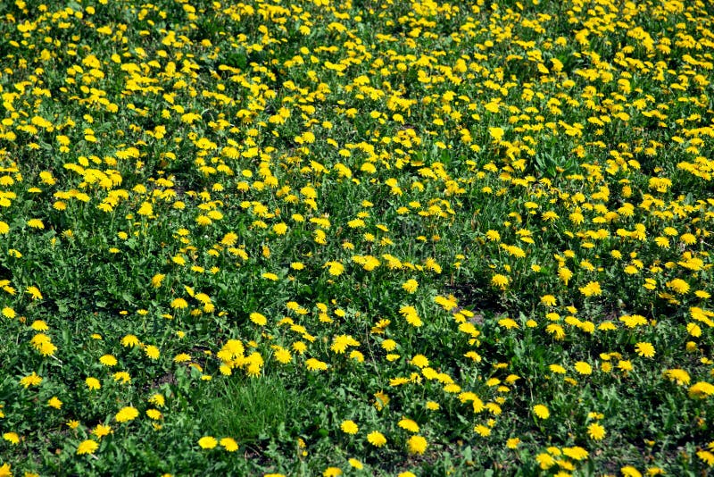 Background and Texture of a Field of Yellow Dandelion Stock Photo ...