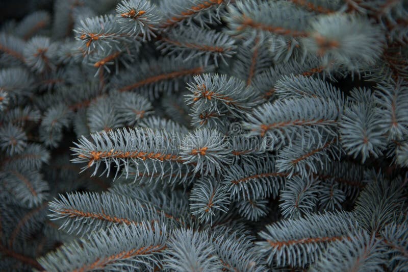 Background Texture of Fir Tree Branches Stock Image - Image of ...