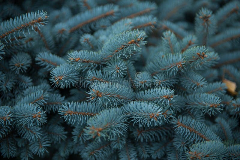 Background Texture of Fir Tree Branches Stock Photo - Image of green ...