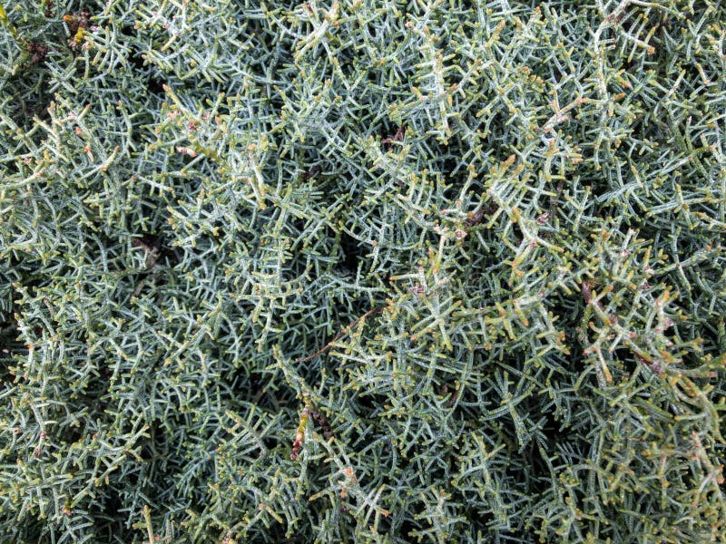 Background Texture of a Fluffy Green Branches of a Bush Stock Photo ...