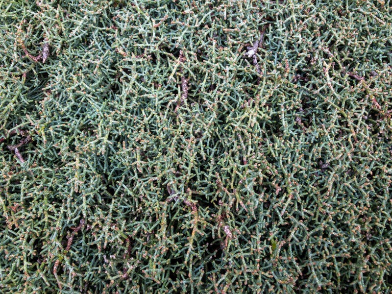 Background Texture of a Fluffy Green Branches of a Bush Stock Image ...