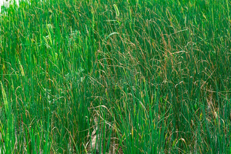 Background or Texture in Form of Green Grass in Meadow or Field Stock ...
