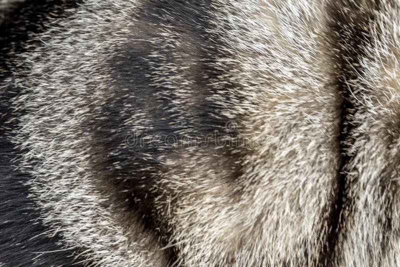 Background - Texture of Fur. Striped Grey Cat Stock Photo - Image of ...