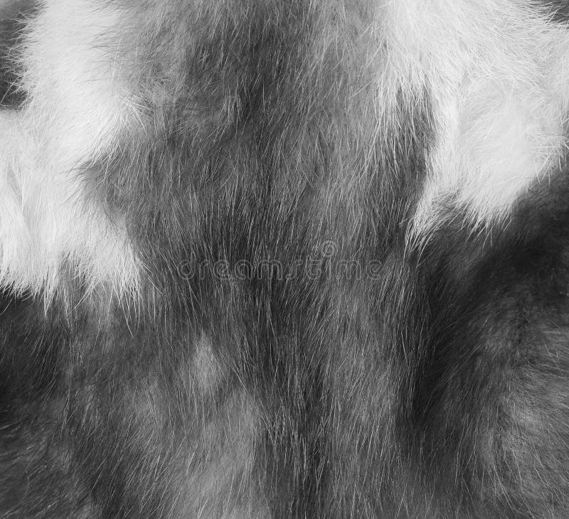 Background - Texture of Fur. Stock Photo - Image of natural, furry ...