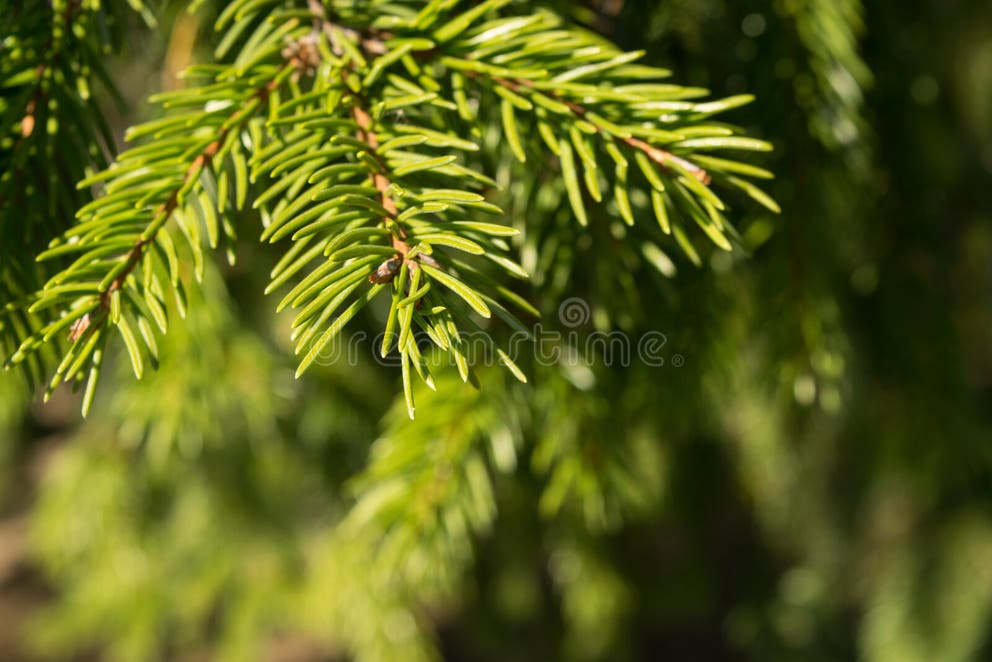 Background a Texture Furry Tree Branches for a Christmas Card Stock ...