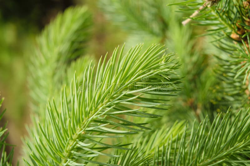 Furry tree stock image. Image of tree, branches, furry - 83870841