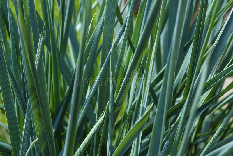 Green Grass Lawn with Color Confetti Scattered All Over from a ...