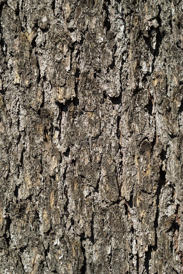 Background, Texture - Gray Rough Fir Bark Stock Photo - Image of coarse ...