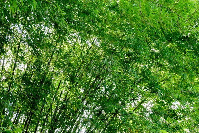 Background Texture Green Bamboo Tree Stock Photo - Image of bamboo ...