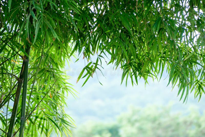 Background Texture Green Bamboo Tree Stock Image - Image of lush ...
