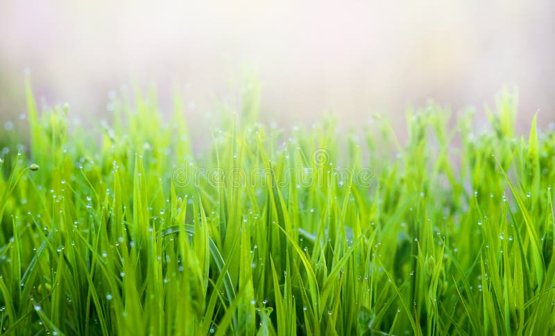Background, Texture of Green Bright Grass in Sunny Weather_ Stock Photo ...