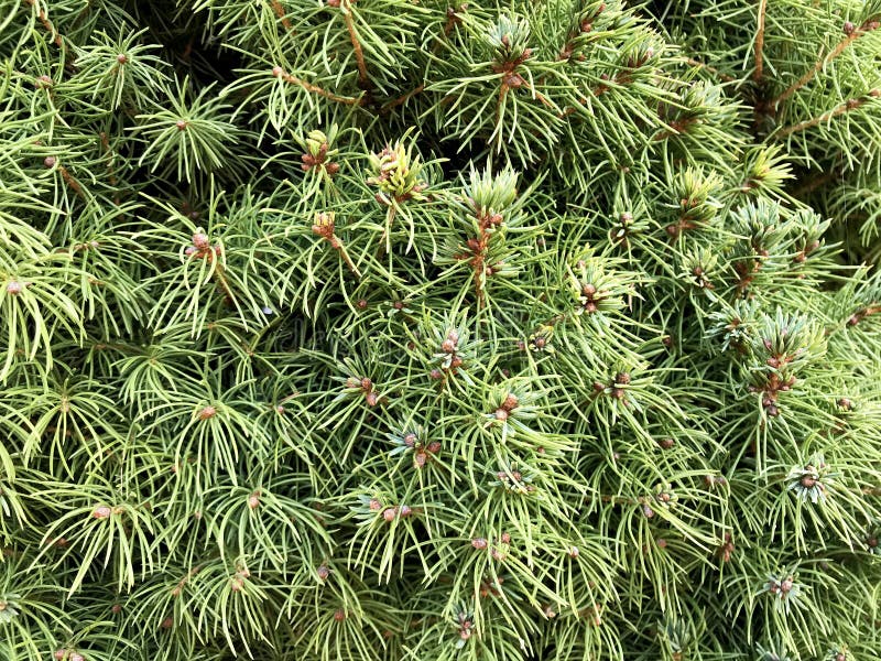 Background - Juniper Branches, Needles. Stock Photo - Image of nature ...