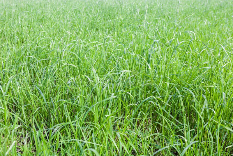 Background Texture of Green Grass with Color Shade Yellow Green with ...