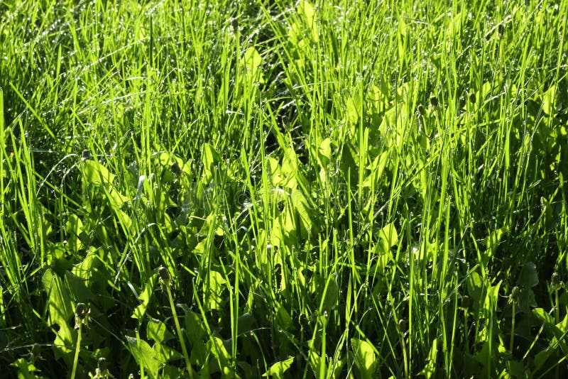 Spring Background with Green Grass. Stock Photo - Image of plants ...
