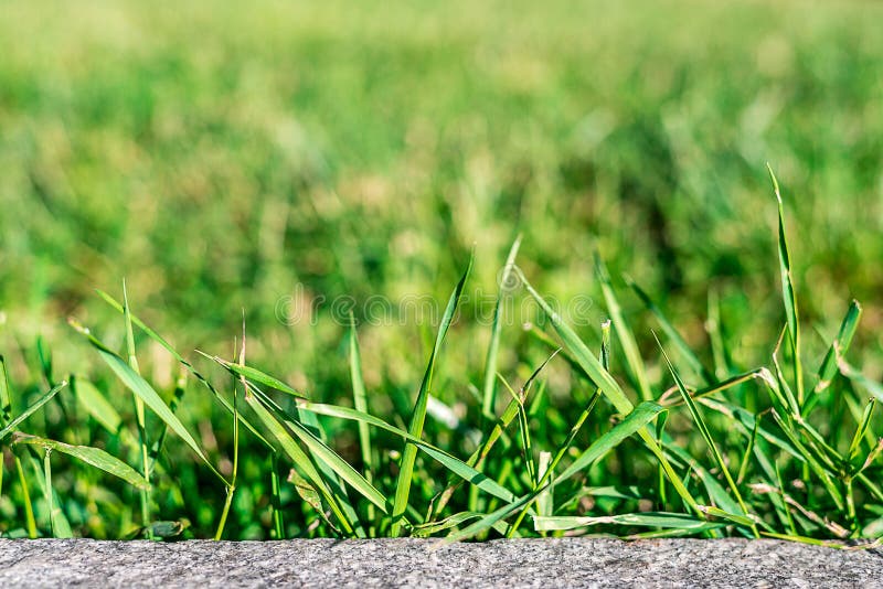 Background. Texture of Green Grass on the Whole Frame. Horizontal Frame ...