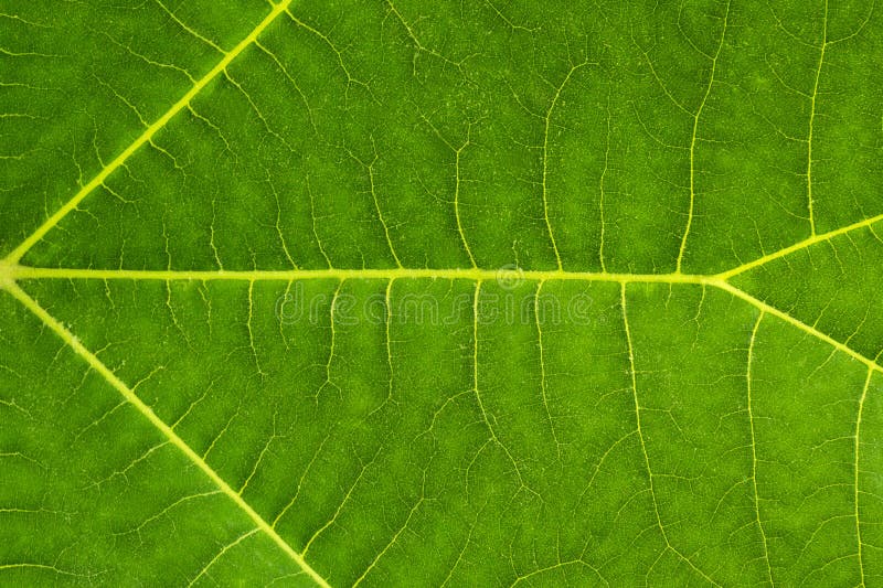 Background Texture Green Leaf Fragment Closeup Stock Image - Image of ...