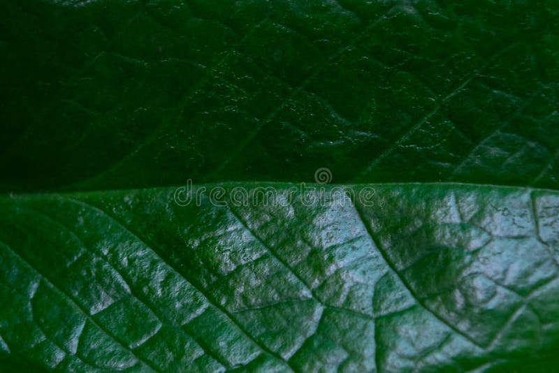 Background Texture of Green Leaf Natural of Leaves Stock Photo - Image ...
