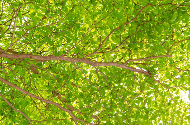 Terminalia Flowering Plant on a Tree.(Selective Focus) Stock Photo ...