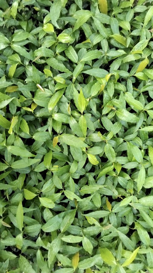 Background Partern Stock Photos - Free & Royalty-Free Stock Photos from ...