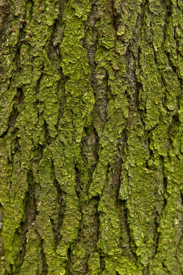 Background, Texture - Green Mossy Tree Bark Stock Photo - Image of tree ...